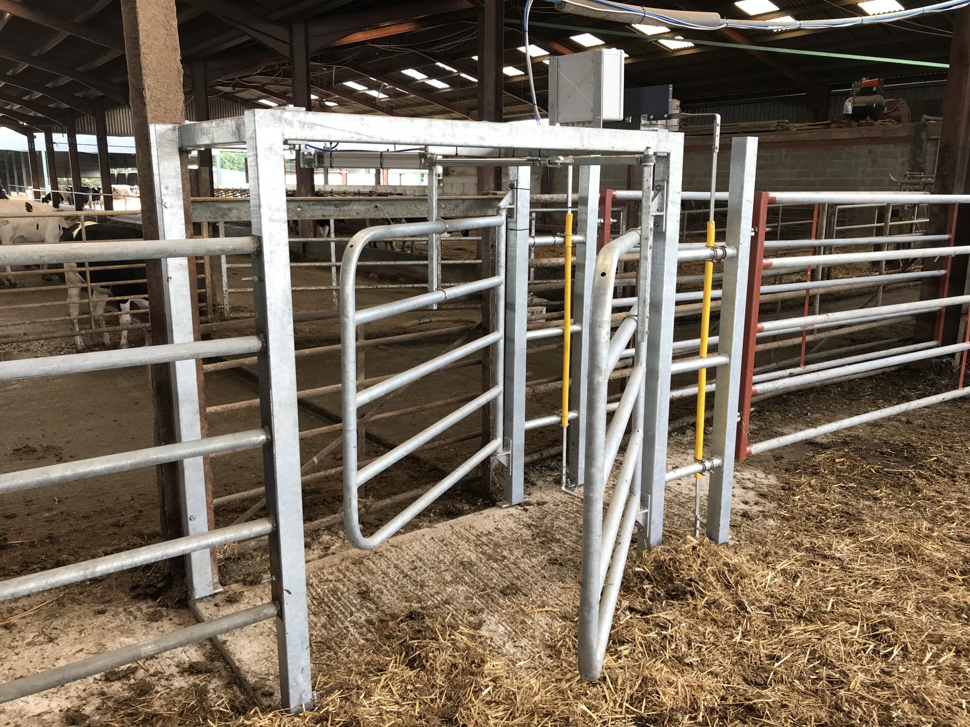 Wooldridge custom built dual or single sort gate | Wooldridge Milking ...