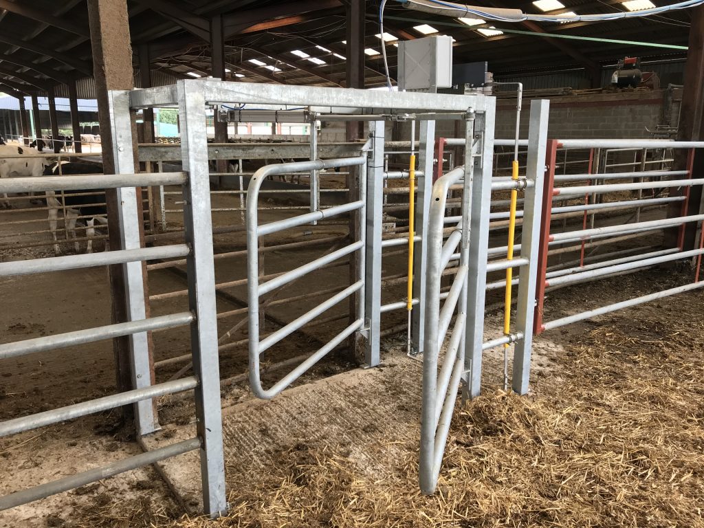 Wooldridge custom built dual or single sort gate | Wooldridge Milking ...