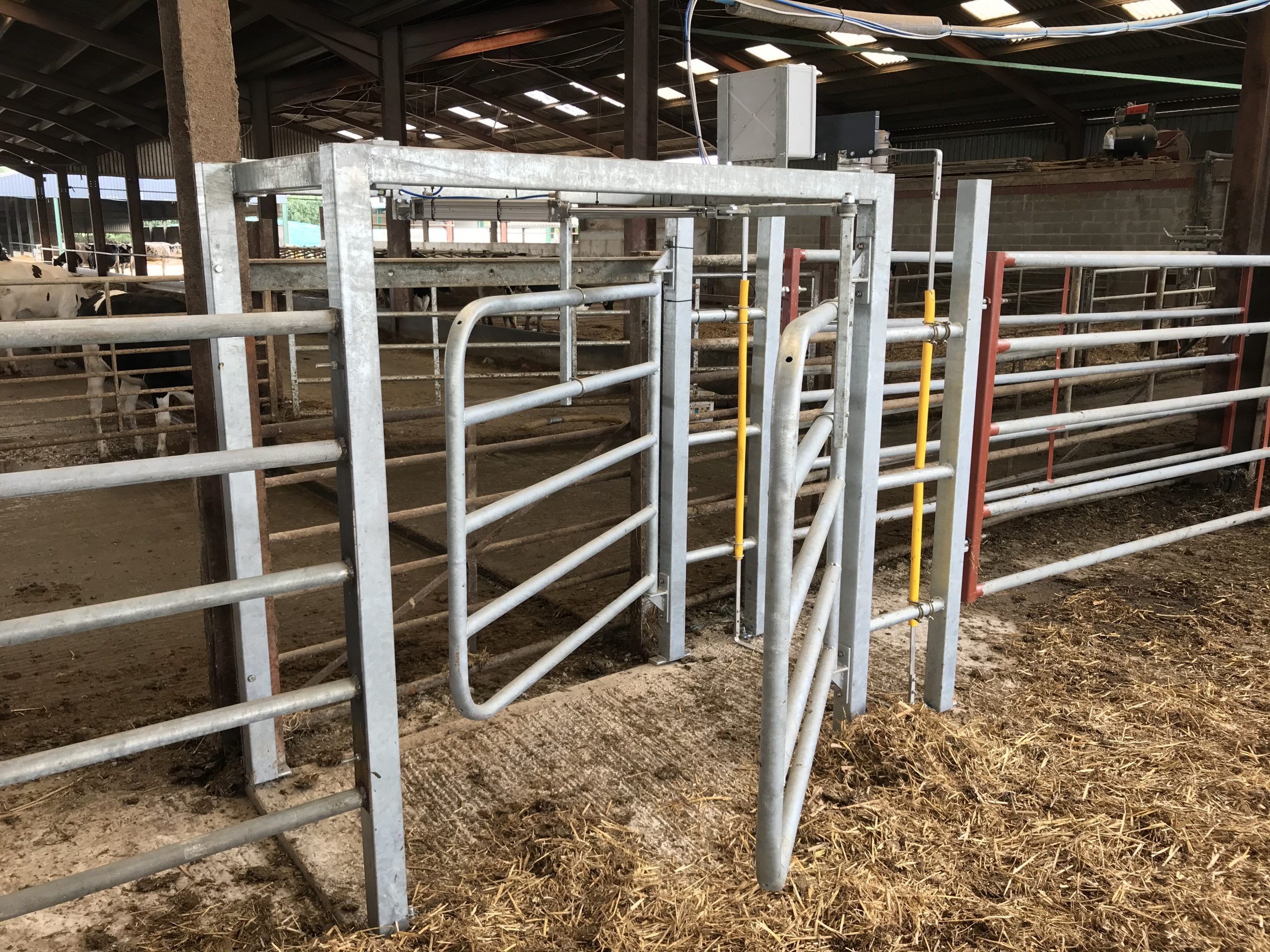 Wooldridge custom built dual or single sort gate | Wooldridge Milking ...