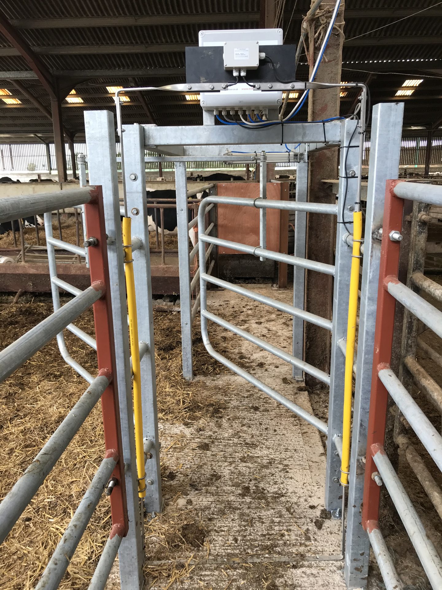 Wooldridge custom built dual or single sort gate | Wooldridge Milking ...